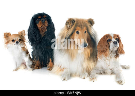 cavalier king charles and collie in front of white background Stock ...