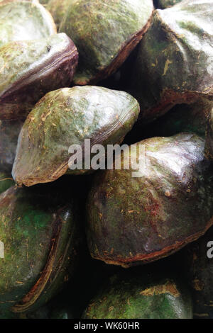Djenkol bean or luk nieng fruit tropical plant on white background ...