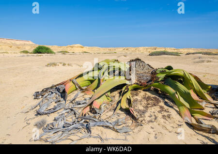 Welwitschia mirabilis in the Namib desert, Namibia Stock Photo - Alamy