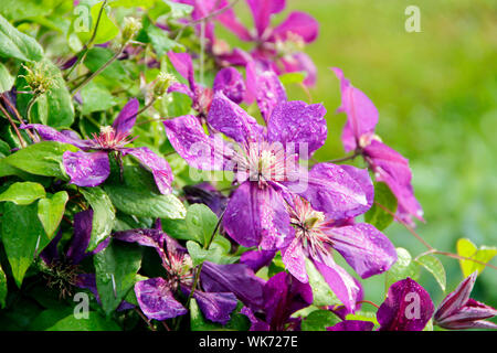 Clematis flower after the rain with water droplets on the flower petals ...