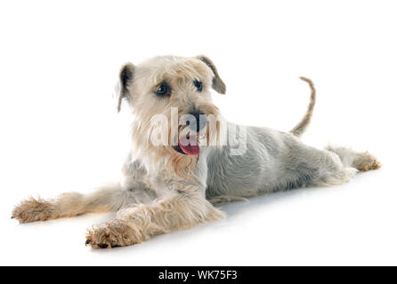 miniature schnauzer in front of white background Stock Photo - Alamy