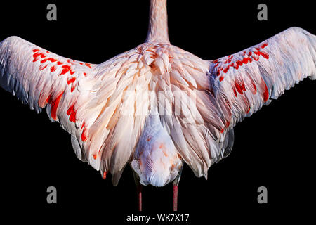 closeup of pink flamingo isolated on white background Stock Photo - Alamy