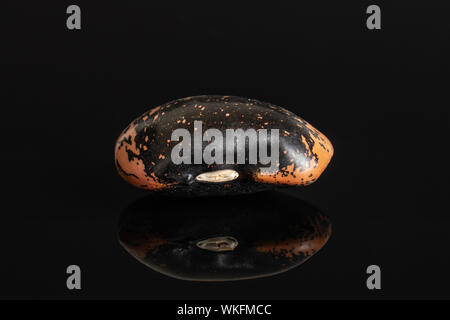 One whole stained purple bean isolated on black glass Stock Photo - Alamy