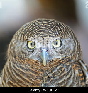 Brown bird, Asian Barred Owlet (Glaucidium cuculoides), face profile ...
