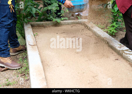 farmer pouring sand on plant bed plot after growing tree Stock Photo ...