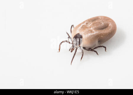Tick - parasitic arachnid blood-sucking carrier of various diseases ...