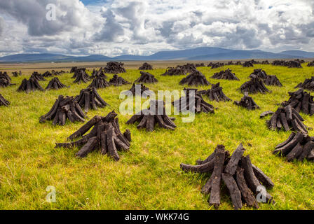 Field of stacked Irish Turf or Peat drying in stacks in northwestern ...