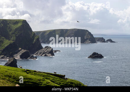 Unst Hermaness National Nature Reserve, Mainland, Shetland, Scotland ...