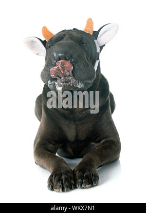 female shar pei in front of white background Stock Photo - Alamy