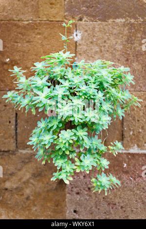 Italy Pienza Tuscany hanging flower baskets along a brick wall with ...