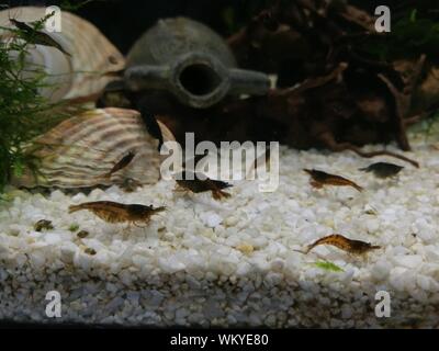 Close-up of a shrimp swimming in water, Iceland Stock Photo - Alamy