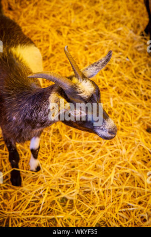 Closeup baby kinder goat at local dairy farm Stock Photo - Alamy