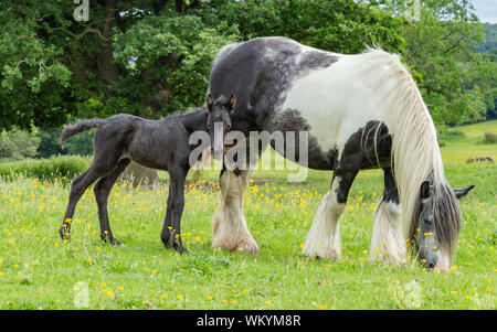 Just born foal Stock Photo - Alamy