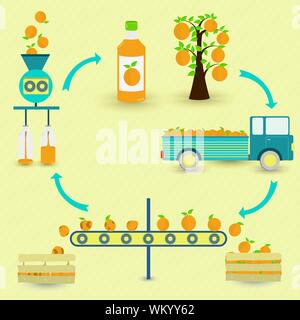 Orange fruit production steps. Orange tree, harvest, transport, sale at ...