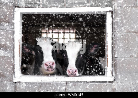 Cow looking through window Stock Photo - Alamy