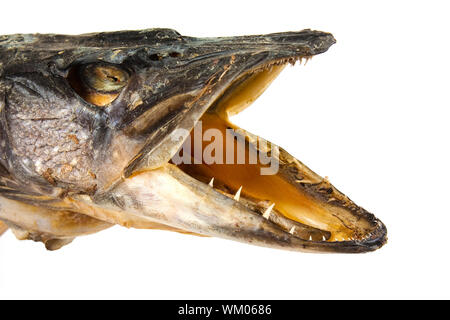 Dried pike head isolated on white background. Pike head with open mouth ...