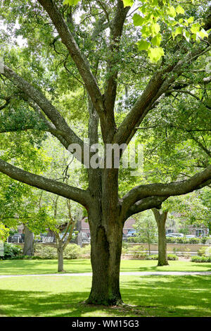 Live oak tree in Savannah Georgia Stock Photo - Alamy
