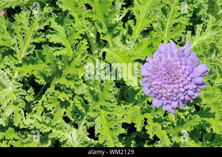 African wormwood (Artemisia afra). A. afra is indigenous to Africa and ...