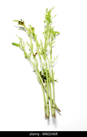 leaf stalk basil Stock Photo - Alamy