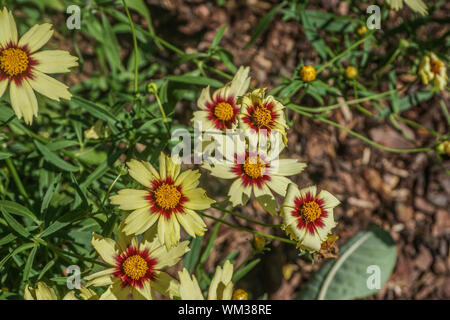 Coreopsis ‘Redshift’. Redshift Tickseed Stock Photo - Alamy