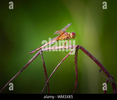 Dragonfly in the nature. Beautiful vintage nature scene with dragonfly ...