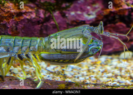 Close-up of a shrimp swimming in water, Iceland Stock Photo - Alamy