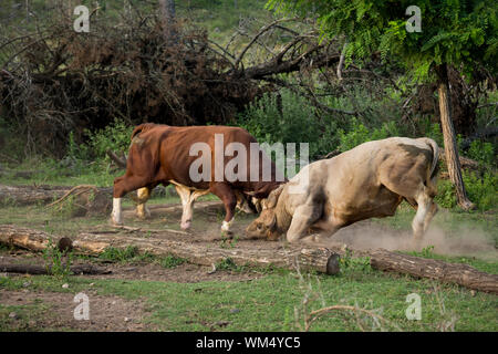 Domestic Bulls, two animals fighting, Alentejo, Portugal Stock Photo ...