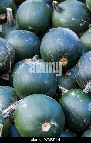 Pumpkins "Rolet", Cucurbita pepo, Cucurbitaceae. Aka Squash, Winter ...