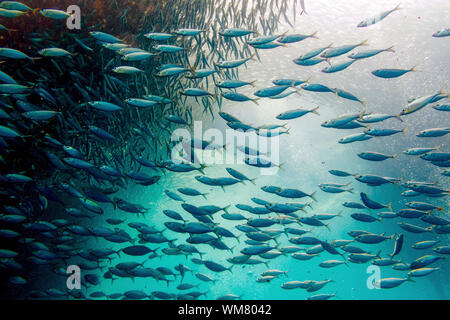 Sardine Run in Moalboal. Cebu, Philippines Stock Photo - Alamy