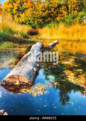 Floating log in the pond Stock Photo - Alamy