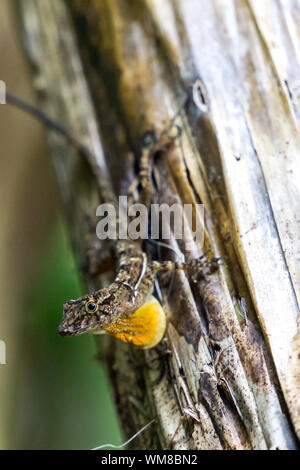 Golfo-Dulce anole, or many-scaled anole (Norops polylepis), resting on ...