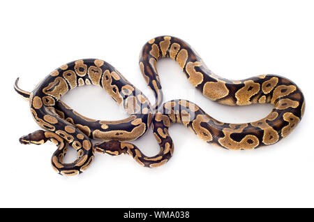 Ball python in front of white background Stock Photo - Alamy