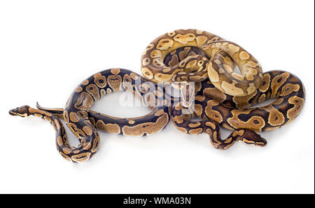 Ball python in front of white background Stock Photo - Alamy
