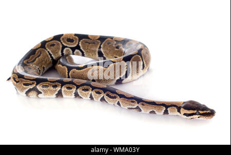Ball python in front of white background Stock Photo - Alamy
