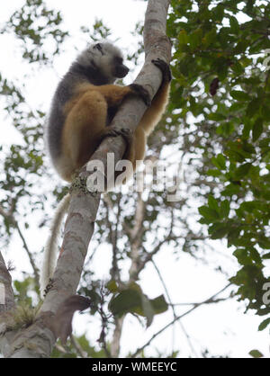 Golden Sifaka, dancing lemur of Madagascar, Africa Stock Photo - Alamy