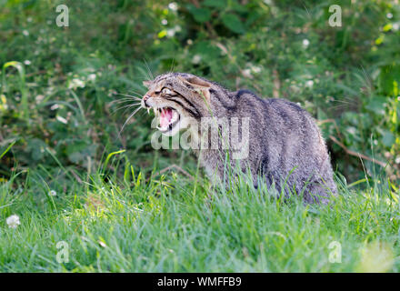 Scottish Wildcat , hissing in annoyance Stock Photo - Alamy