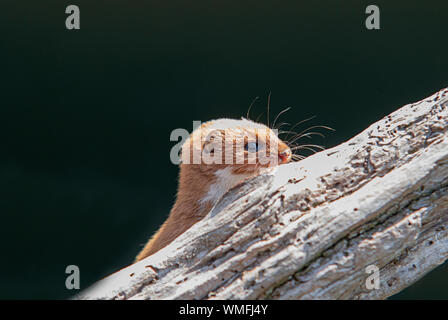 Weasel , British Mammal climbing on log Stock Photo - Alamy
