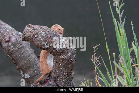 Weasel , British Mammal climbing on log Stock Photo - Alamy