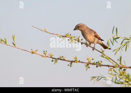 Greyhead Sparrow, Botswana, Africa, (Passer griseus Stock Photo - Alamy