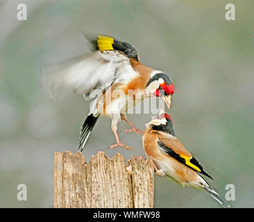 European Goldfinch fighting Stock Photo - Alamy