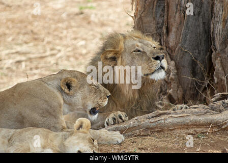 Lion waking up and yawning Stock Photo - Alamy