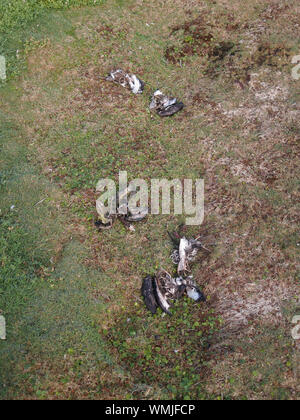 Dead bird - Manx shearwater (Puffinus puffinus) partly decomposed ...