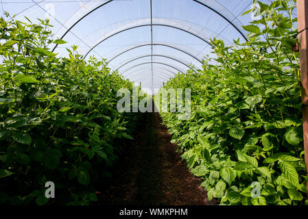 Raspberry bushes on farm UK Stock Photo - Alamy