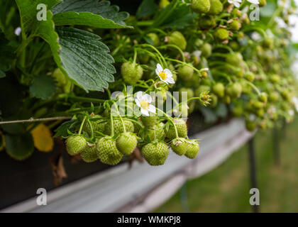 Unripe strawberries in strawberry farm UK Stock Photo - Alamy