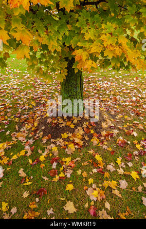 Single maple tree during fall foliage season, Stowe Vermont, USA Stock ...