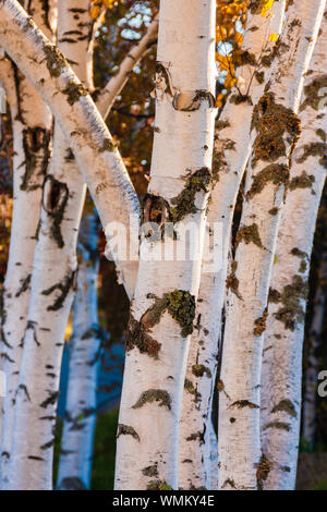 USA, Vermont, Stowe, birch trees around wetlands above the Toll House ...