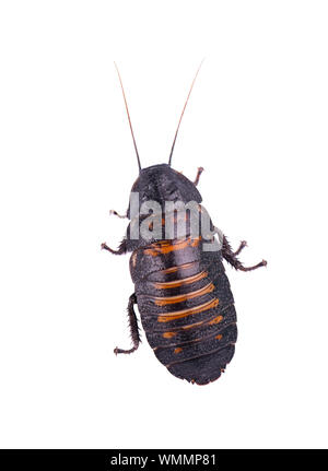A macro shot of a Cockroach on brown rough leaf with blur green ...