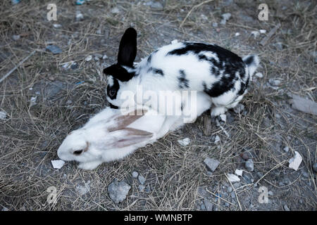 two rabbits - mating Stock Photo - Alamy
