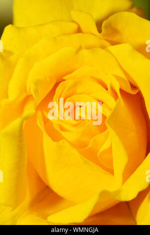 Perfect summer yellow rose blossom Stock Photo - Alamy