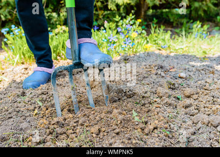 Gardener digging the earth over with a garden fork to cultivate the soil ready for planting in early spring low section of rubber boot standing with Stock Photo Alamy
